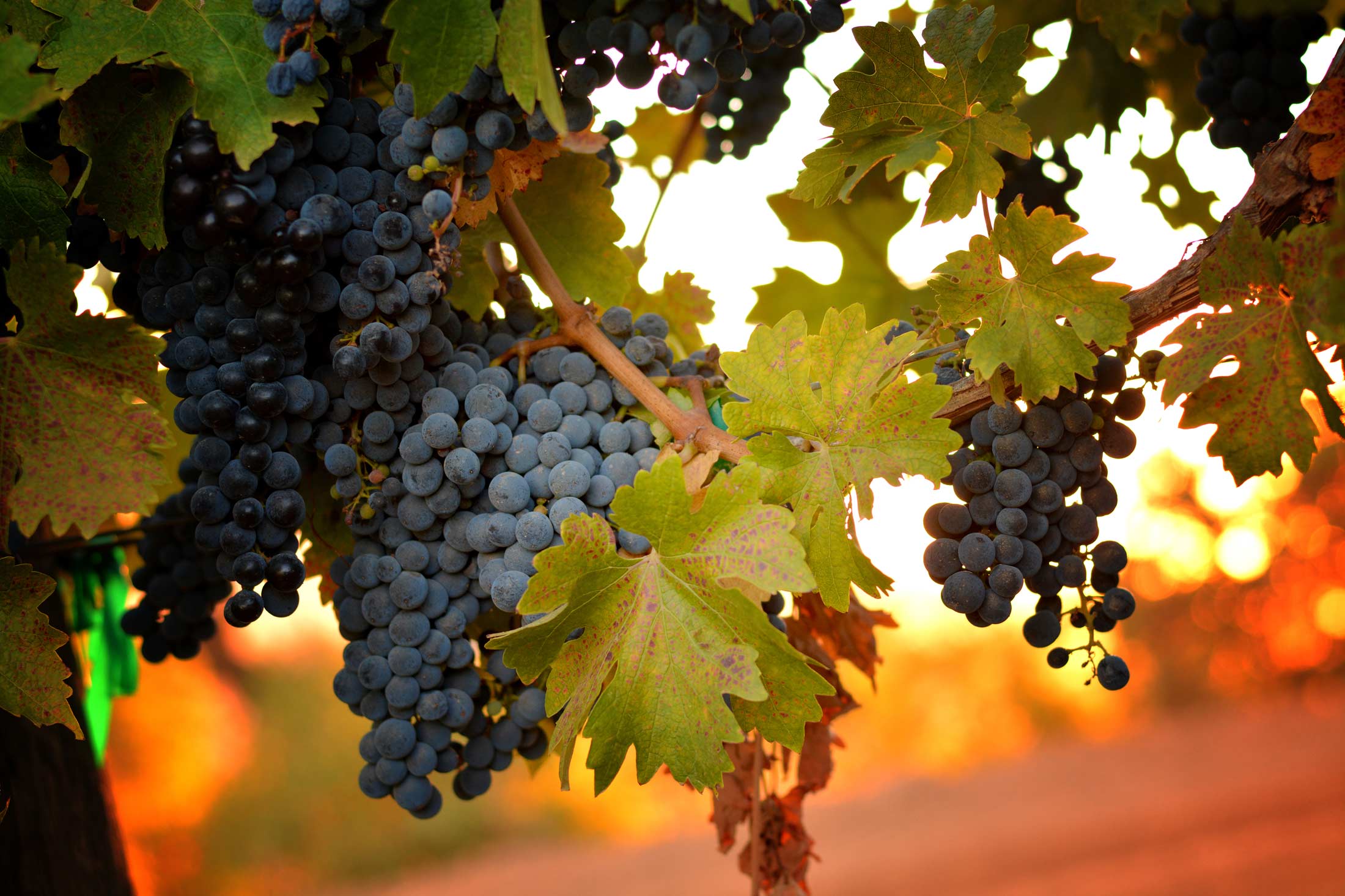 Wilson Artisan Wines
